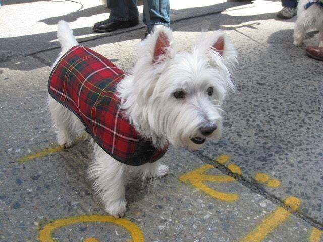 Tartan Week round up | ScotlandShop