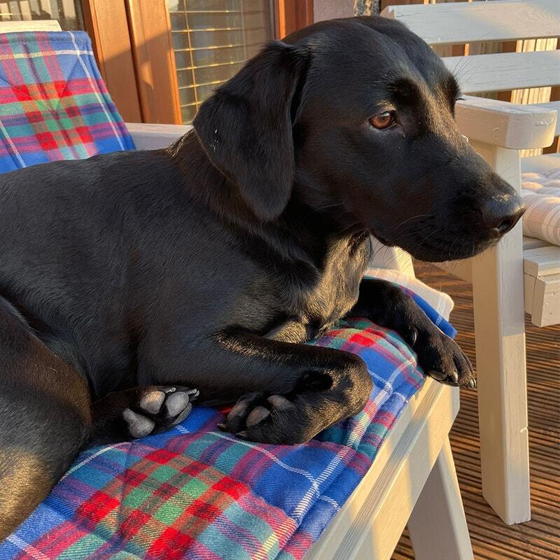 Tartan Dog Rug | Made in Scotland | ScotlandShop